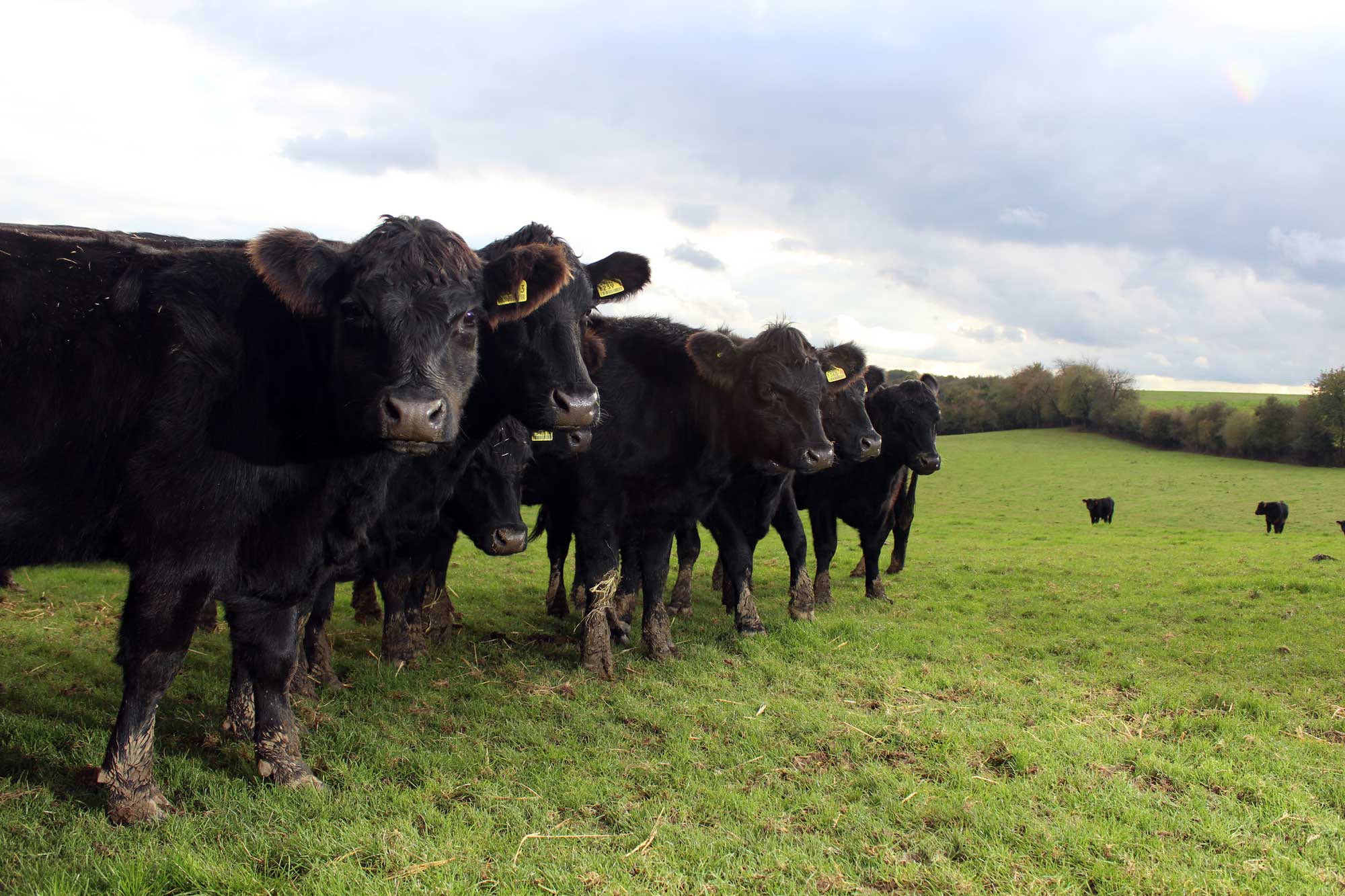 Des Hommes et Des Boeufs, producteur et vente de viande de boeuf angus